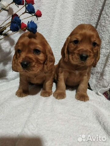 Английские милашки