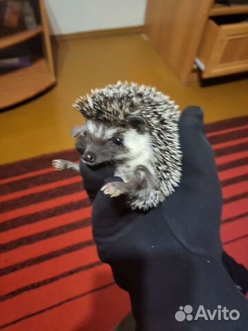 Африканский еж Владимир