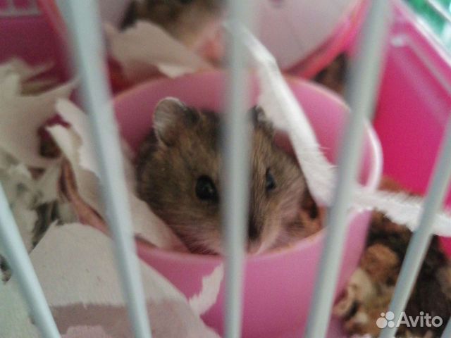 Джунгарский хомяк