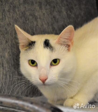 Молодой кот Сасик