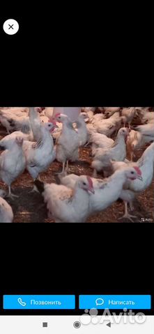 Куры молодки несушки серебро