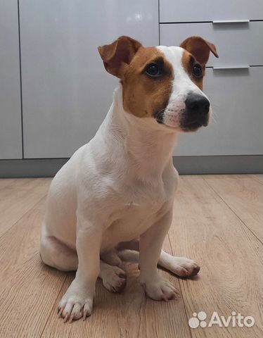 Вязка джек Рассел терьер