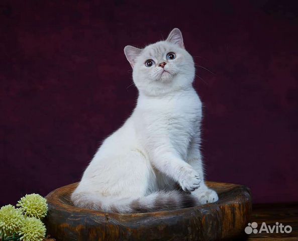 Шиншилловые кошечки