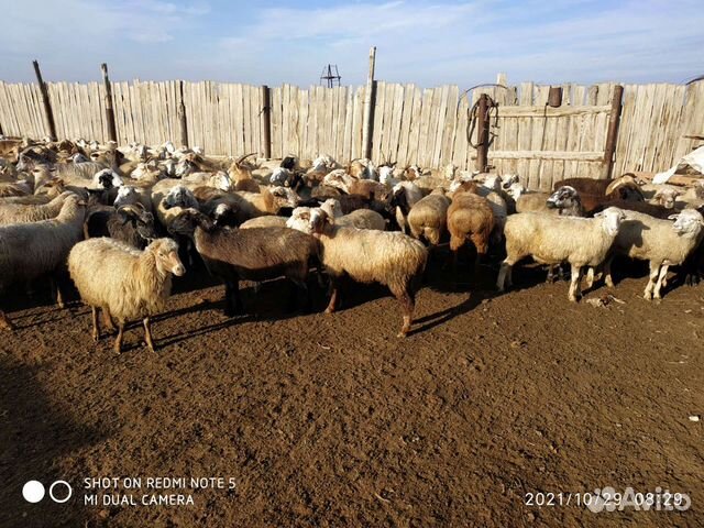 Овцы бараны