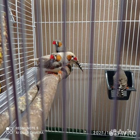 Зебровые амадины молодняк