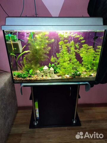 Аквариум 100 литров со всем содержимым