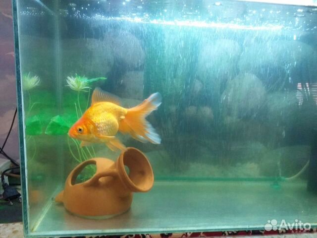 Золотая рыбка