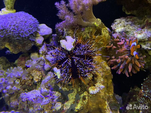 Морской еж цветной