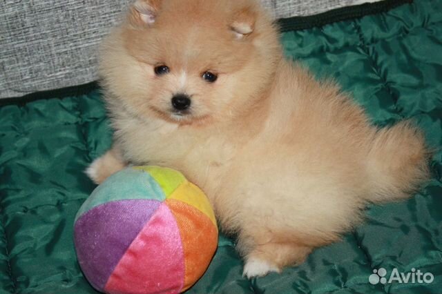 Супер мальчик пом шпица