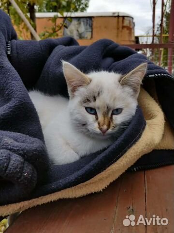 Котодевочка ищет дом