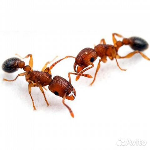 Tetramorium bicarinatum (каребары на минималках)