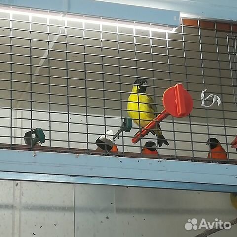 Чижи магелановые