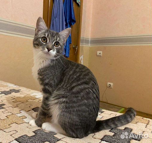 Любимица Кесси