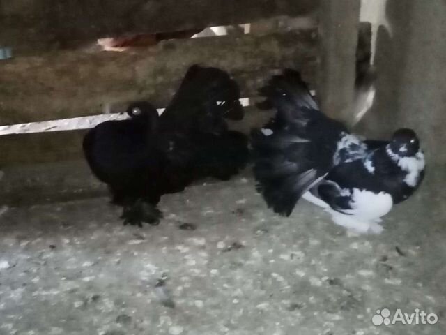 Продаются голуби