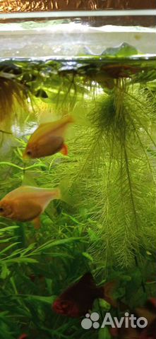 Барбусы альбиносы