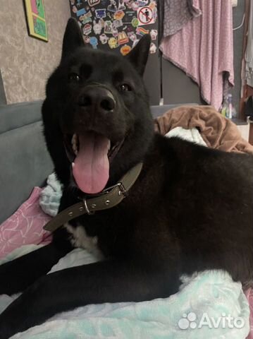 Собака в добрые руки волкособ