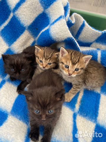 Котята замерзают на улице