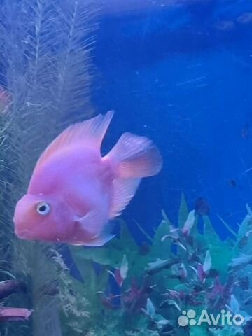 Рыба попугай