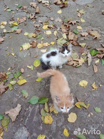 Котята