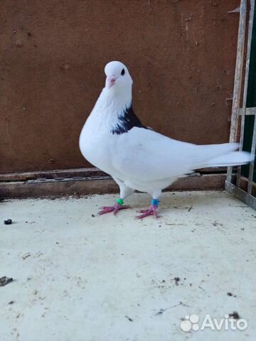 Голуби пермские гривуны