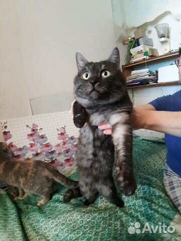 Котик в добрые руки