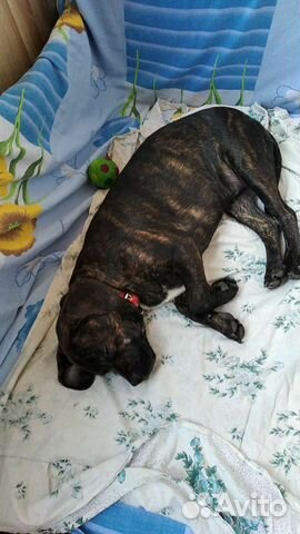 Собаки бесплатно