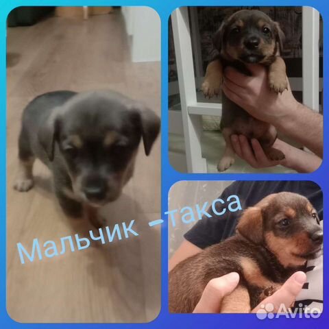 Щенки таксы