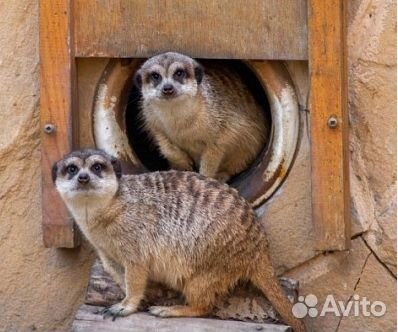Продам пару Сурикатов