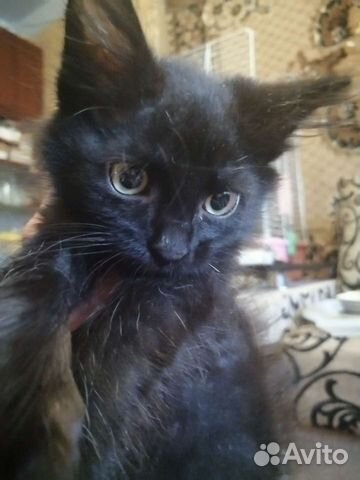 Маленькая леди озорница