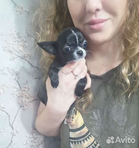 Чихуахуа мини девочка