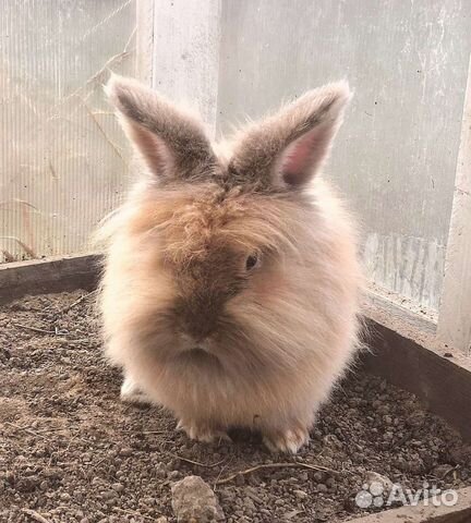 Кролик "львиная голова"