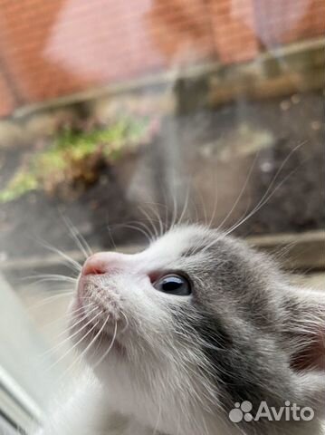 Котята вислоухие