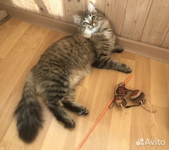 Красотка-сибирячка Стефания ищет семью