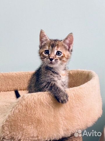 Котёночка Мишель - девочка с огоньком в дар