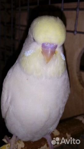 Белый, желтолицый птенчик, ввп,чех