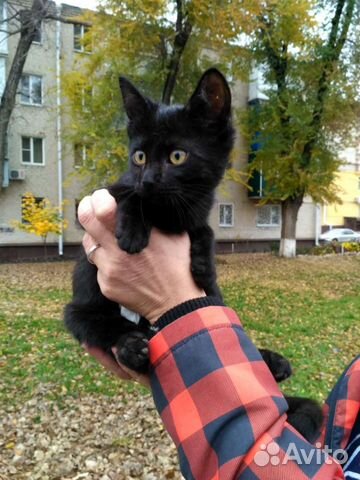 Котенок в дар в лучшие ручки