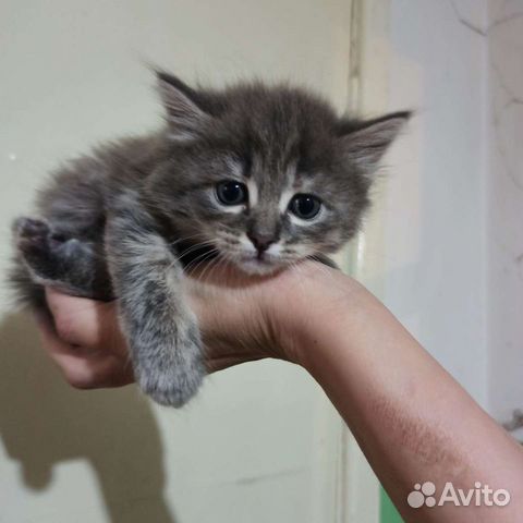 Малюська ищет родителей