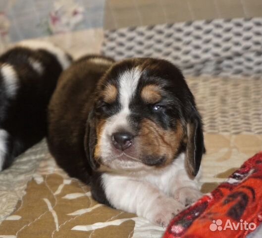 Щенки бассет-хаунд