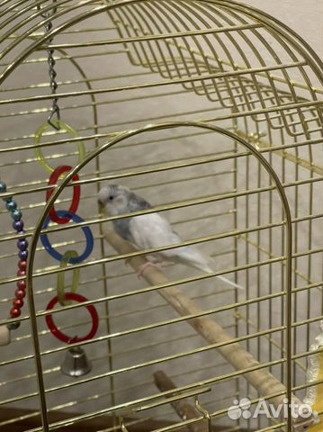 Волнистый попугай самка