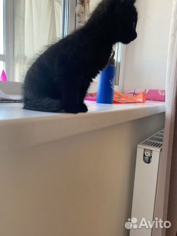 Котенок, черный, девочка