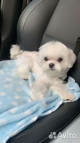 Приглашаем делать детей 1,6кг курносик