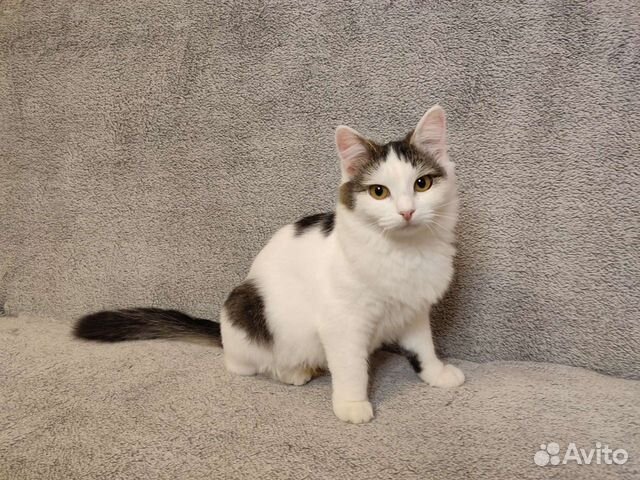 Кошечка Стеша