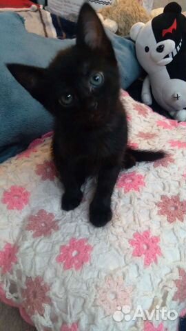 Котята чёрные