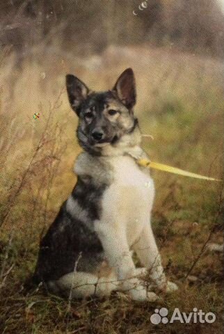 Щенок девочка 6,5 месяцев в дар