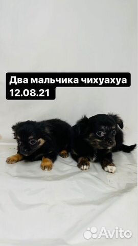Щенки чихуахуа мальчик