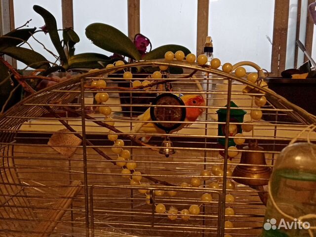 Отдам попугая неразлучника