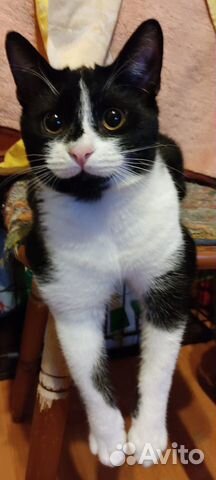 Кошка