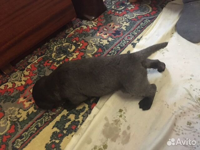 Щенки лабрадора