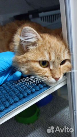 Кошки в добрые руки бесплатно