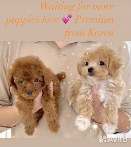 Мальтипу Премиум класс Корея Сеул